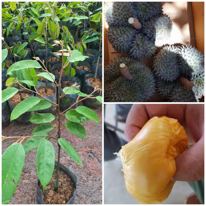 Pokok durian duri hitam/Blackthorn (D200) hybrid/kawin thai | Shopee ...