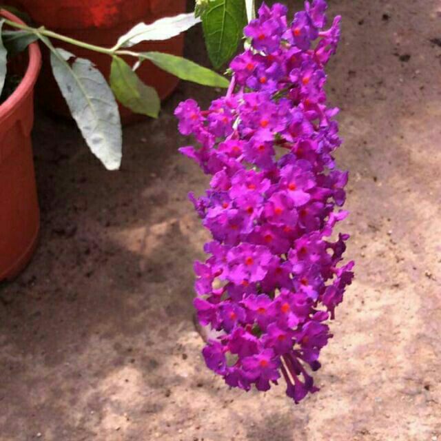 Pokok bunga purple buttrfly bush(sudah brbunga) | Shopee Malaysia