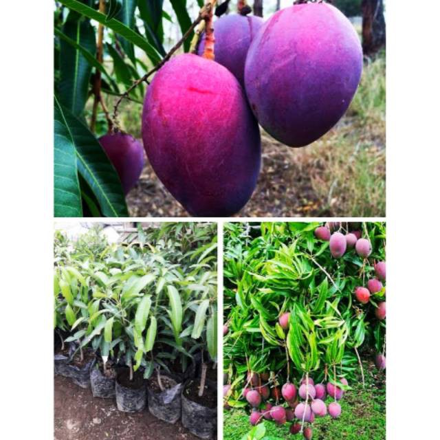 POKOK HIDUP MANGGA IRWIN HYBRID | Shopee Malaysia