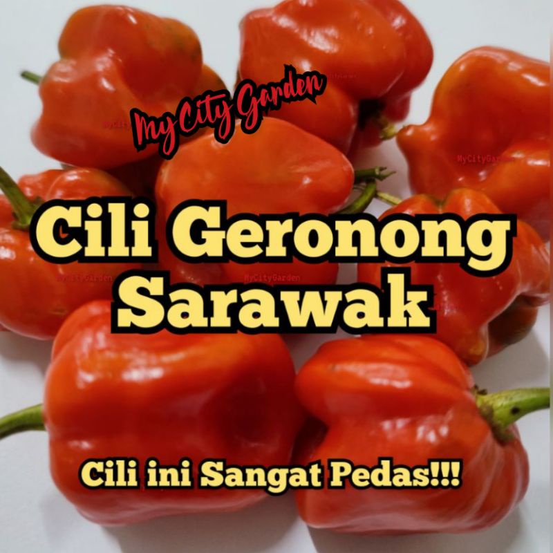 20 Biji Benih Cili Geronong Sarawak, Gronong Seed | Shopee Malaysia