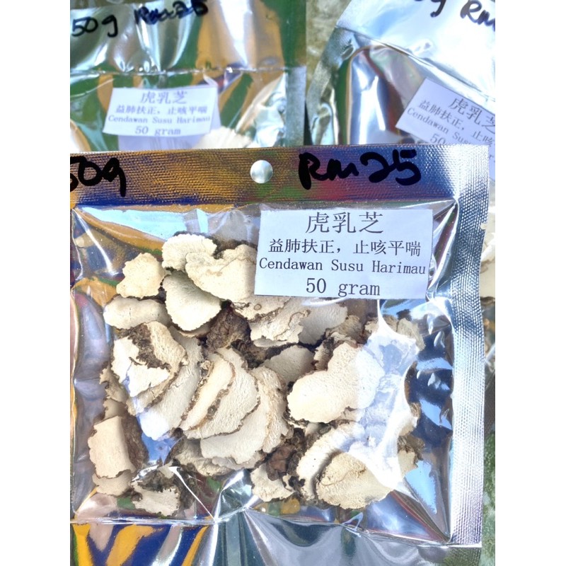 Cendawan Susu Harimau / Tiger Milk Mushroom Sclerotia / 虎乳 50gram ...