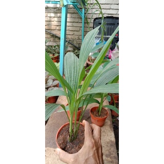 POKOK LEMBA DALAM PASU | Shopee Malaysia