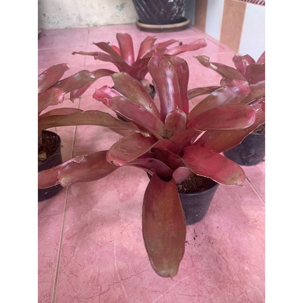 POKOK BUNGA BROMELIAD (live plant) | Shopee Malaysia