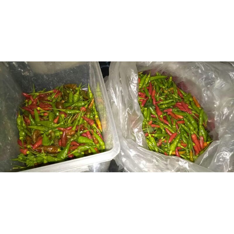 Cabai Melaka, Cili merah kecil kampung | Shopee Malaysia