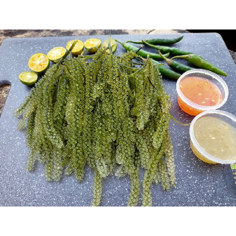 LATOK FRESH /LATOK TERNAK 💯 NO. 1 di Malaysia🔥🔥 | Shopee Malaysia