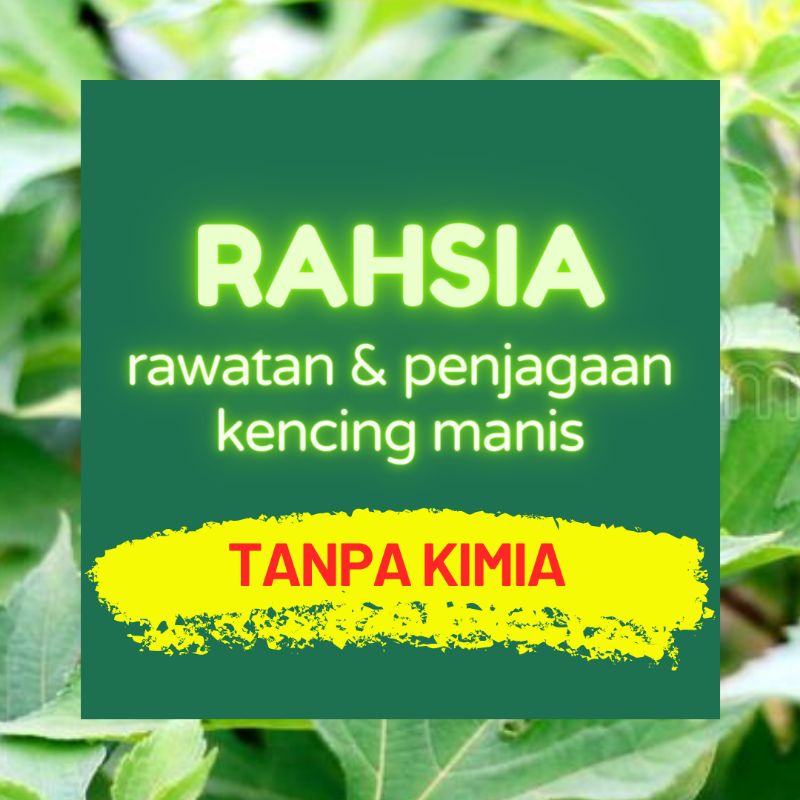 teh herba daun insulin, rahsia rawatan & penjagaan kencing manis cara ...