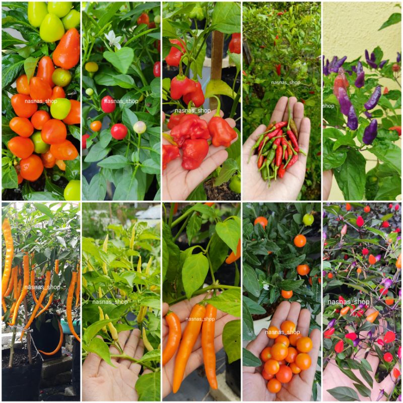 Pek Jimat Biji Benih Cili Lada Pelbagai Jenis / Chili Seeds / Variety ...