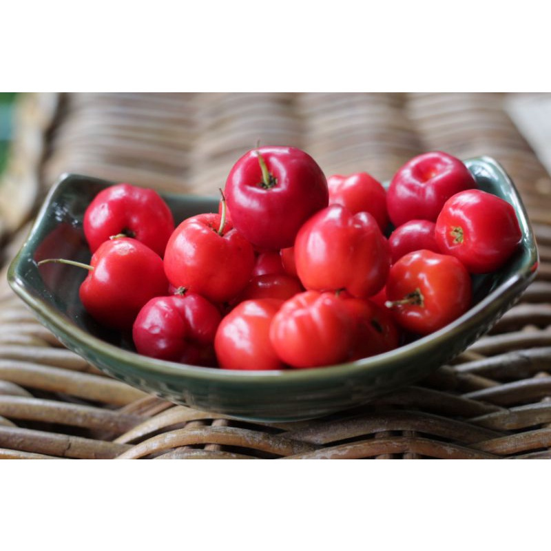 Anak Pokok Cherry Barbados (Pokok Matang) | Shopee Malaysia