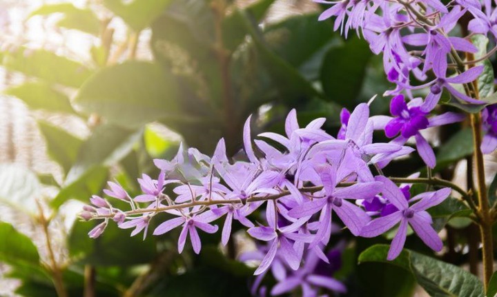 Anak Pokok Sandpaper Vine Ungu/Purple aka Petrea Volubilis | Shopee ...