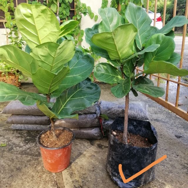 Pokok Fidle Fig (Pokok hidup, POLYBAG) (READY STOK) | Shopee Malaysia