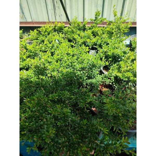 Pokok bonsai blue bell saiz batang besar | Shopee Malaysia