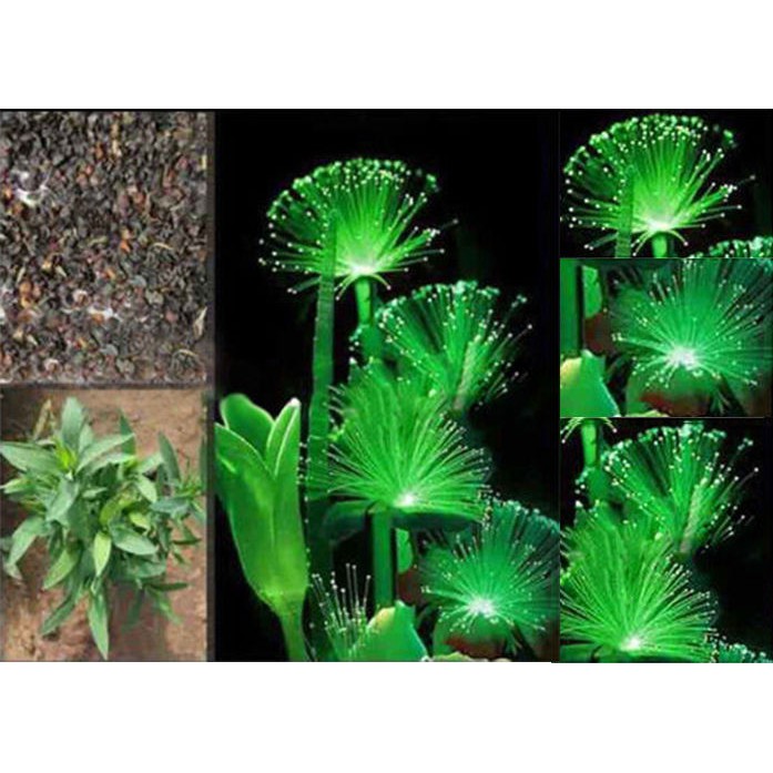Emerald Fluorescent Flower Seeds Night Light Emitting Plants | Best ...