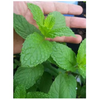 seeds Biji Benih pudina/ Mint seeds | Shopee Malaysia