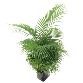 HMC REAL LIVE PLANT JAVA PALM WITH POLYBAG GARDENING INDOOR PLANT POKOK ...