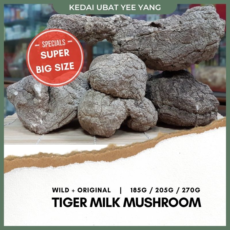Cendawan Susu Harimau; Tiger Milk Mushroom; 老虎芝/虎奶菇/虎乳芝 (raw / slices ...