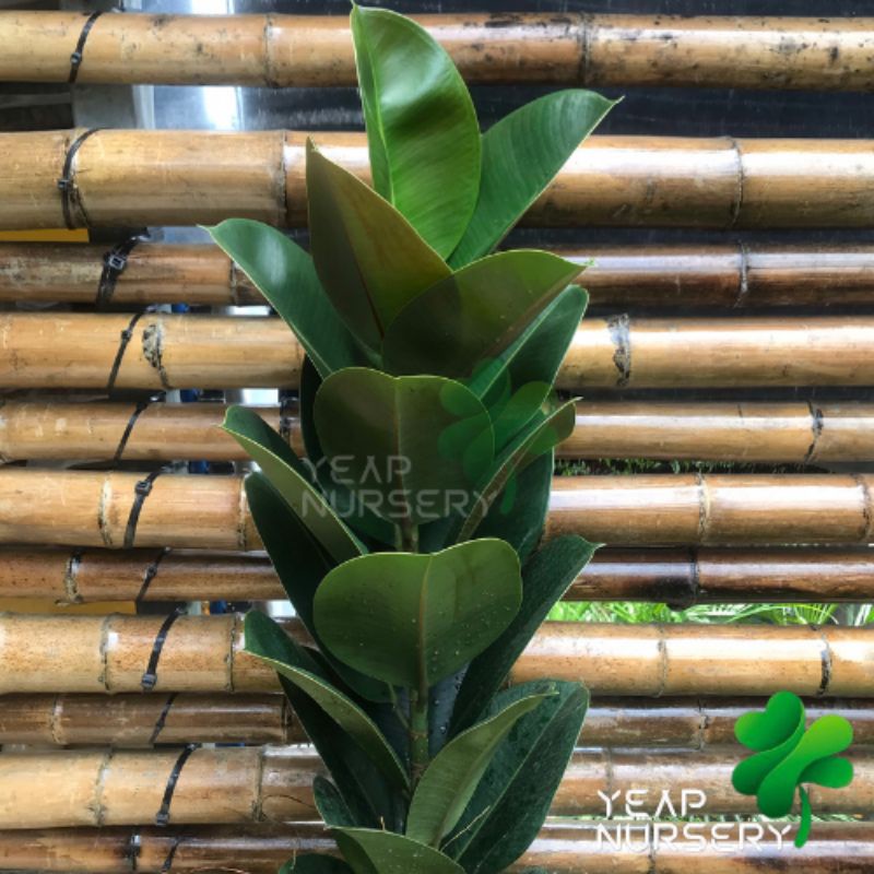 FICUS ELASTICA SOFIA PLANT | Shopee Malaysia