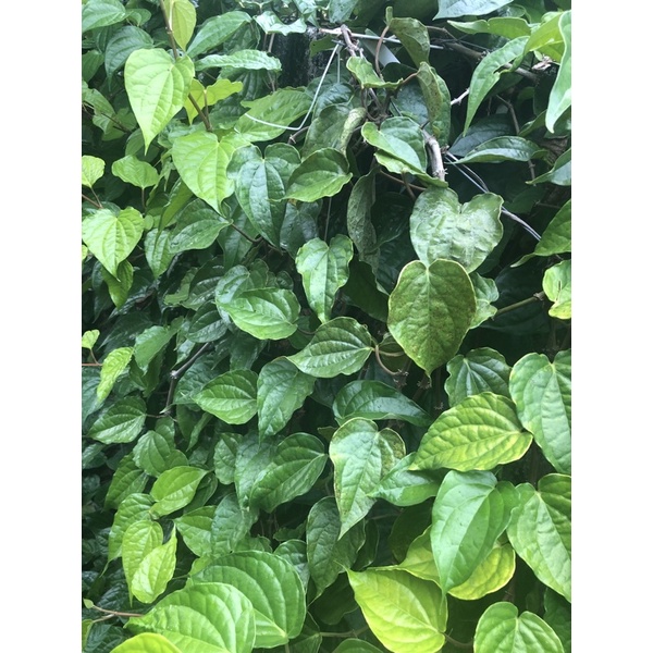 Pokok Sireh Kampung Organic (Polybag) | Shopee Malaysia