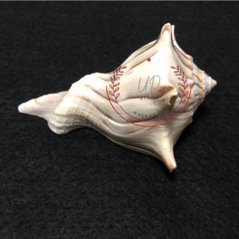 Dakshinawarti Sanggu with crown head Very Rare Tiger Shankh Sri Lakshmi ...