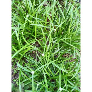 Rumput helikopter/rumput mata lalat/rumput kucing | Shopee Malaysia