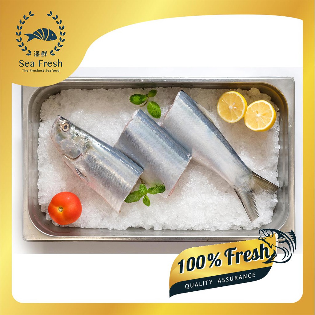 Ikan Parang | Wolfhering | Shopee Malaysia