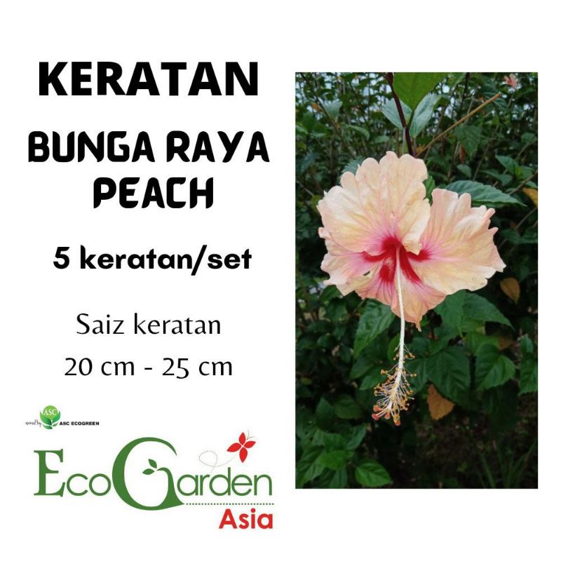 Keratan Pokok Bunga Raya Peach RM10 (5 keratan) Saiz Keratan : 20cm ...