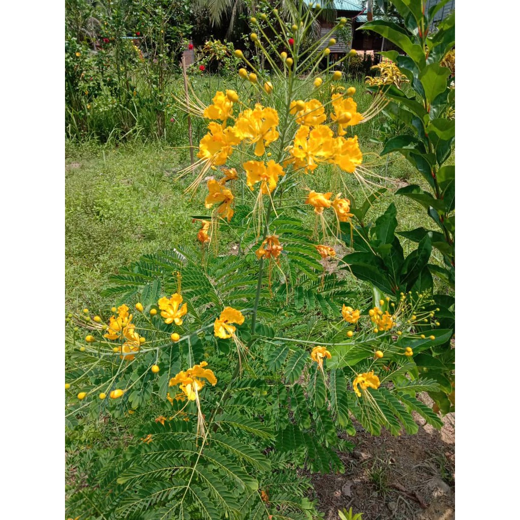 Anak Pokok Semarak Kuning | Shopee Malaysia