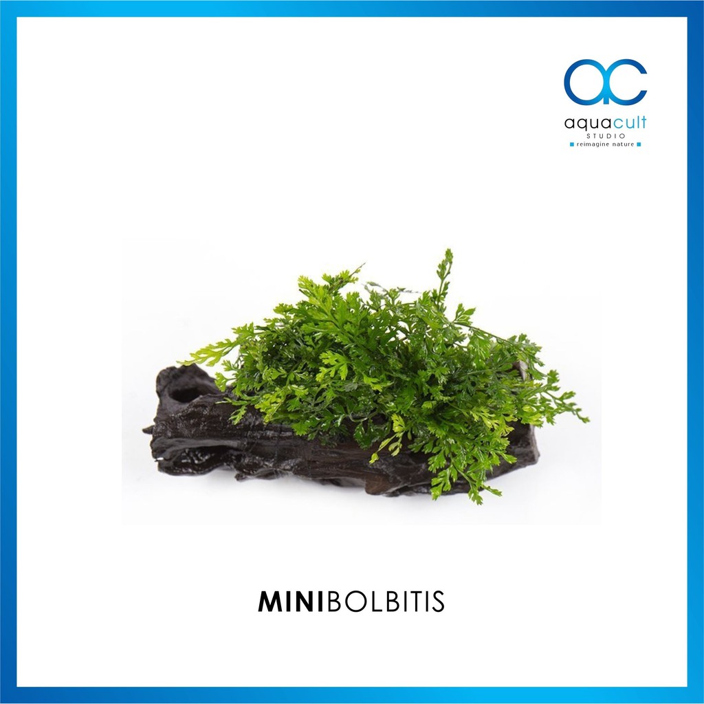 Mini Bolbitis / Bolbitis Difformis / Anubias Tenuifolium Don - Wood ...