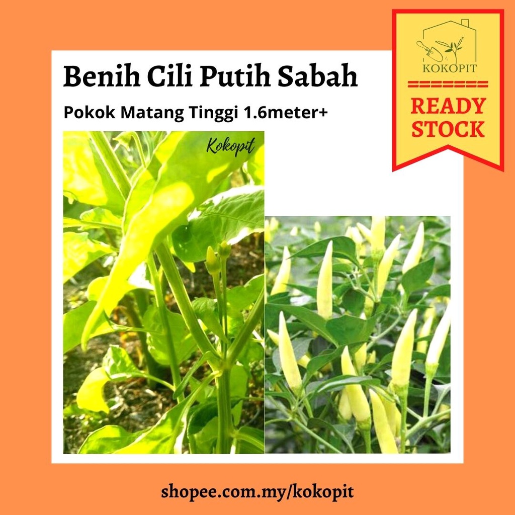 [LIMITED STOCK] Cili Putih Sabah Rare/ Sabah White Birds Eye Chili (8 ...