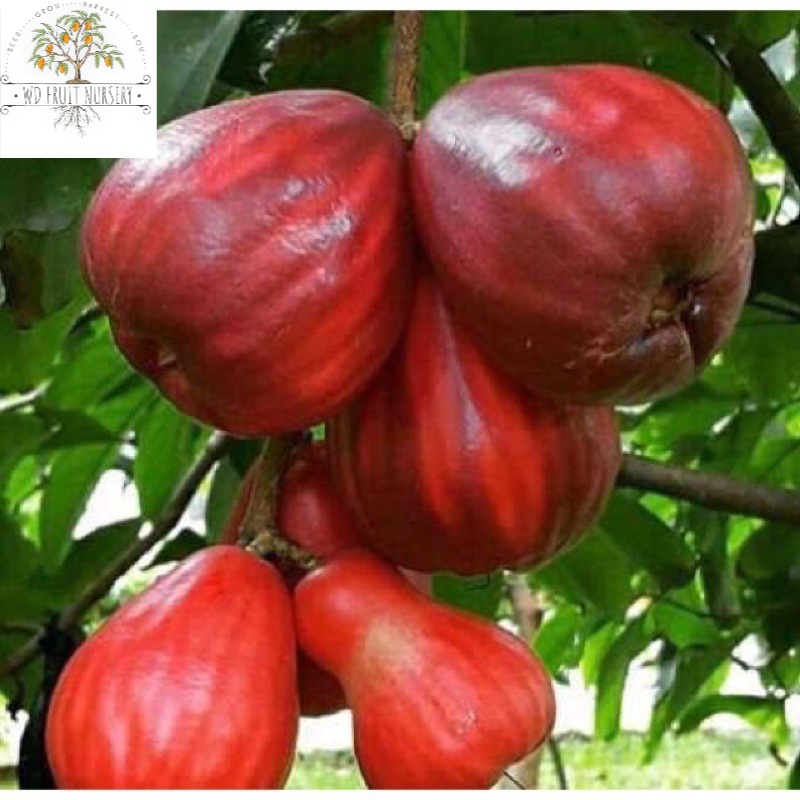 Jambu bol / pokok Jambu bol / jambu bol hybrid / pokok jambu bol merah ...