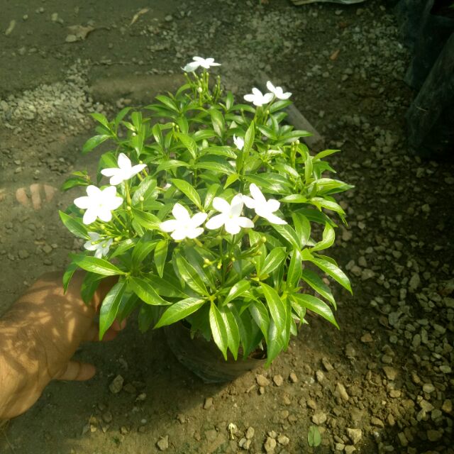 Mawar Siam ( Jeliti ) | Shopee Malaysia