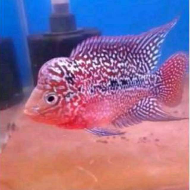 Louhan Kamfa V8 Super Grade Mongkol Fish. | Shopee Malaysia