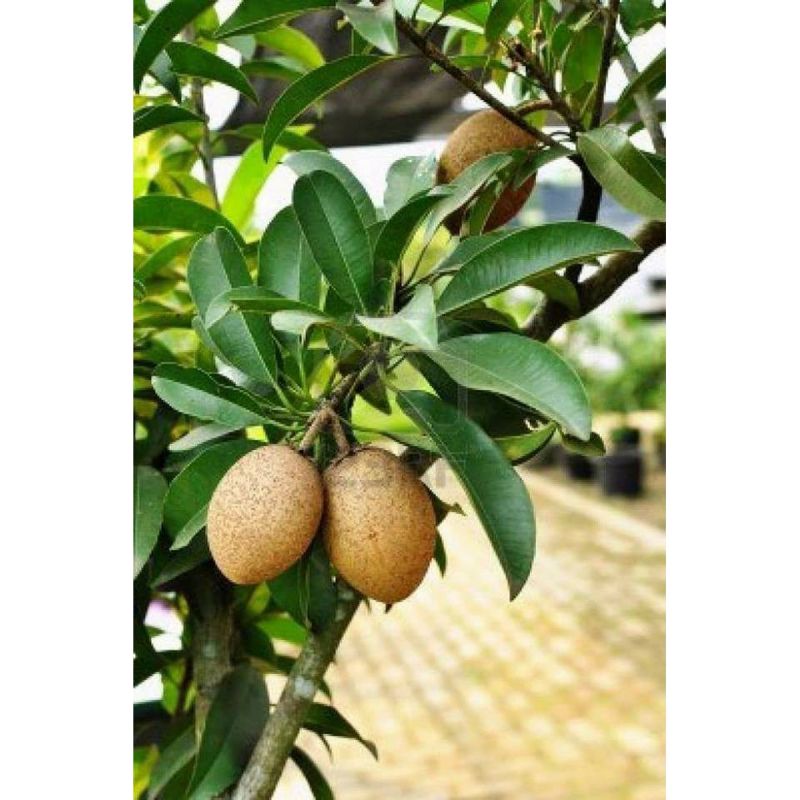 anak pokok ciku mega hybrid | Shopee Malaysia