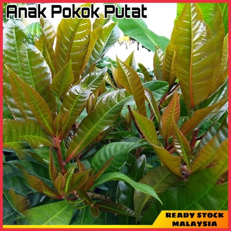 Anak Pokok Putat Ulam Herba Boleh Dimakan | Shopee Malaysia