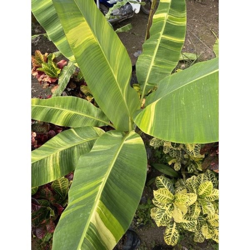 Musa Ice Cream Banana Variegated Yellow/Musa Aurea | Shopee Malaysia