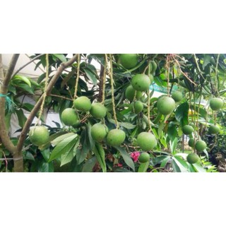 Buah Mangga Epal / Mango Apple / Mangga Epal Muda 1 Kg | Shopee Malaysia