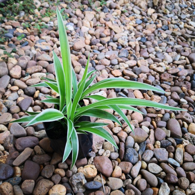 Anak Pokok Spider Plant | Shopee Malaysia
