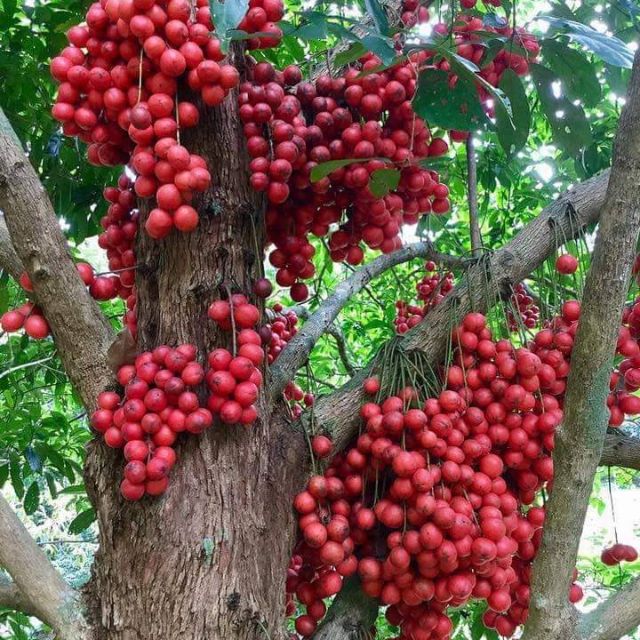 Pokok Rambai Merah(Rare kawin/Grafted) | Shopee Malaysia