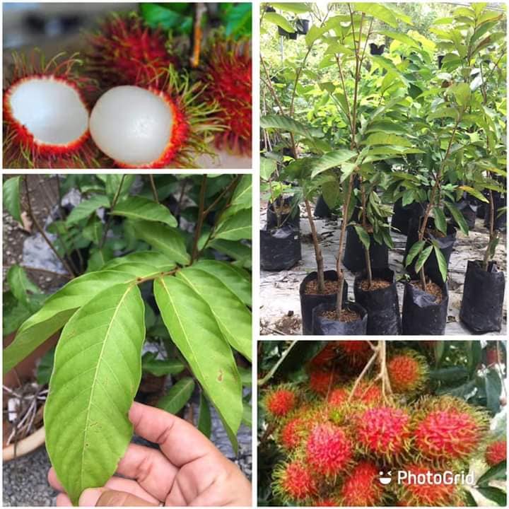 Pokok Rambutan Jarum Mas Hybrid | Shopee Malaysia