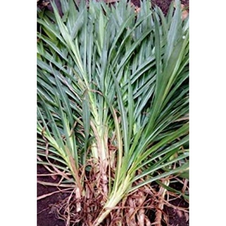 Daun napier pandan /dwarf napier(1kg) | Shopee Malaysia