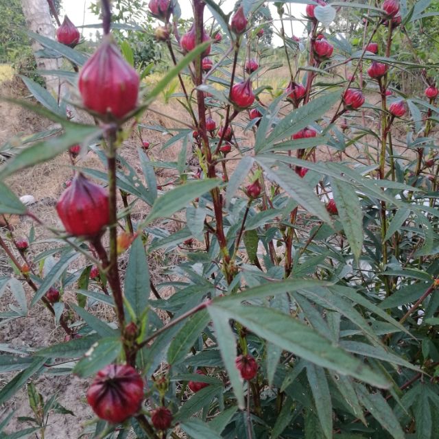 Roselle seeds seed | biji benih roselle rosell rosel | hibiscus seed ...