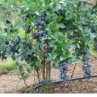 [LIMITED COLLECTION] MISTY BLUEBERRY Live Plant in pot/ Pokok Blueberry ...