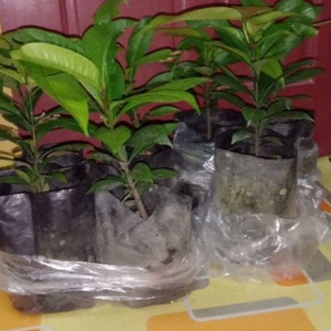 ANAK POKOK MANGGIS KAMPUNG DALAM POLYBAG | Shopee Malaysia