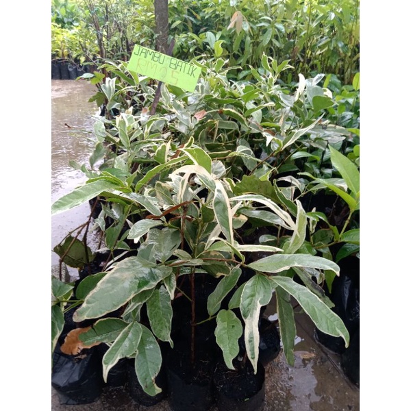 benih anak pokok jambu batik hybrid/kawin(rare) original | Shopee Malaysia