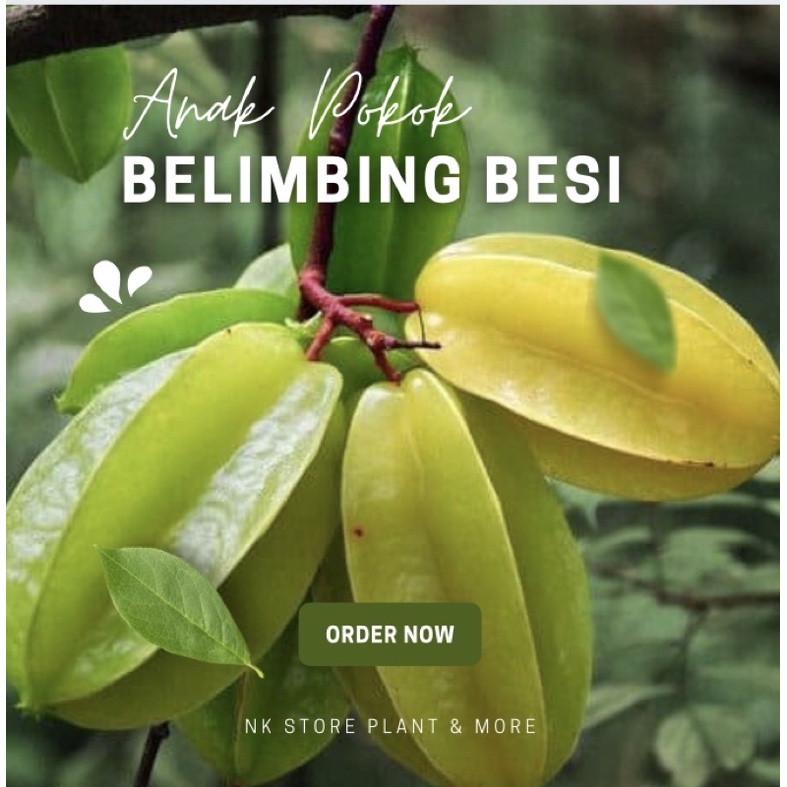 Anak Pokok Belimbing Besi | Shopee Malaysia