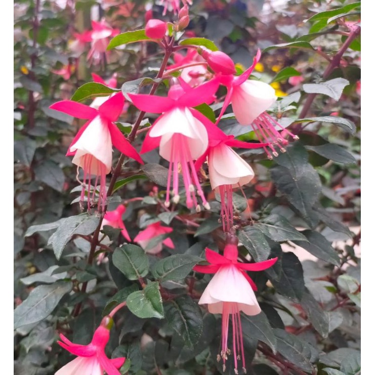 Bunga Malaikat Climbing Lanterns Flower (bunga pink putih) | Shopee ...