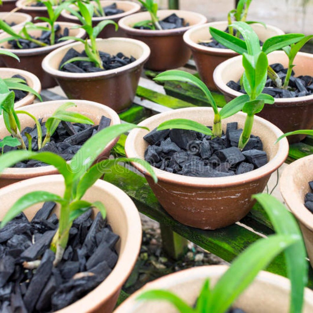 1 KG Arang untuk penanaman orkid / Charcoal for orchid growing - Ready ...