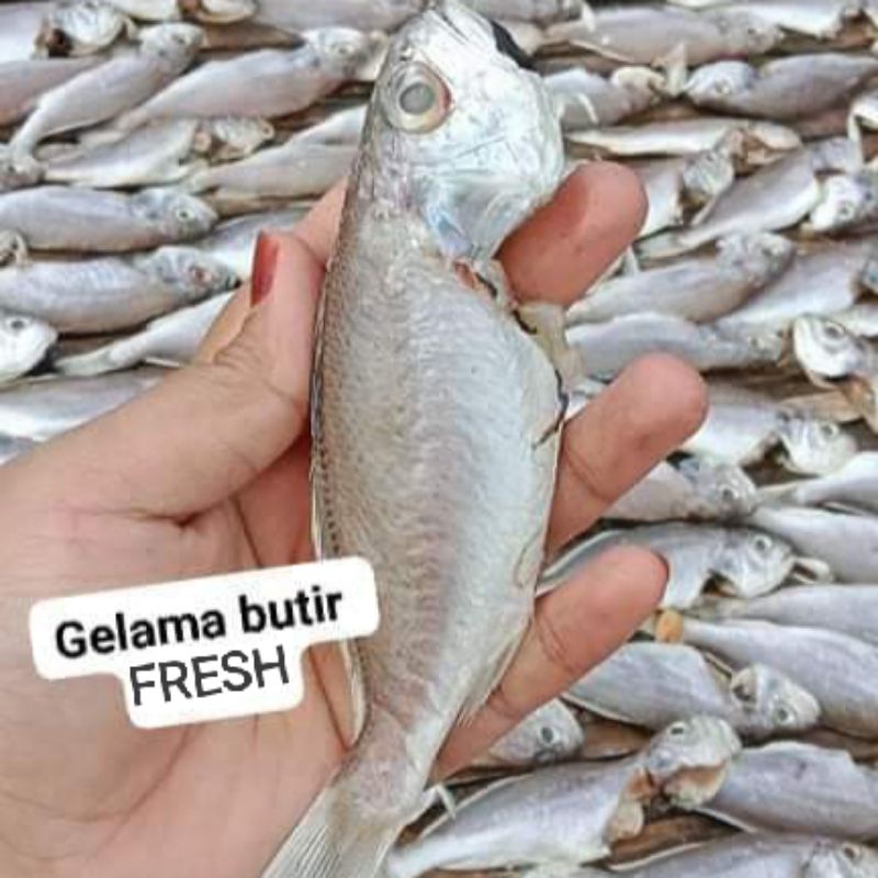 IKAN GELAMA BEKOK BUTIR FRESH / IKAN KERING | Shopee Malaysia