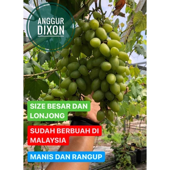 POKOK ANGGUR DIXON SUPER STABIL/keratan | Shopee Malaysia
