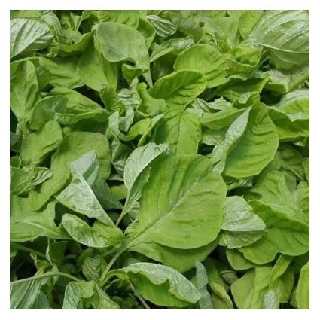 Biji Benih Bayam Hijau Daun Bulat Green Amaranth Premium And Genuine ...