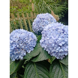 Anak pokok bunga siti zubaidah, pokok bunga tiga bulan, hydrangea ...